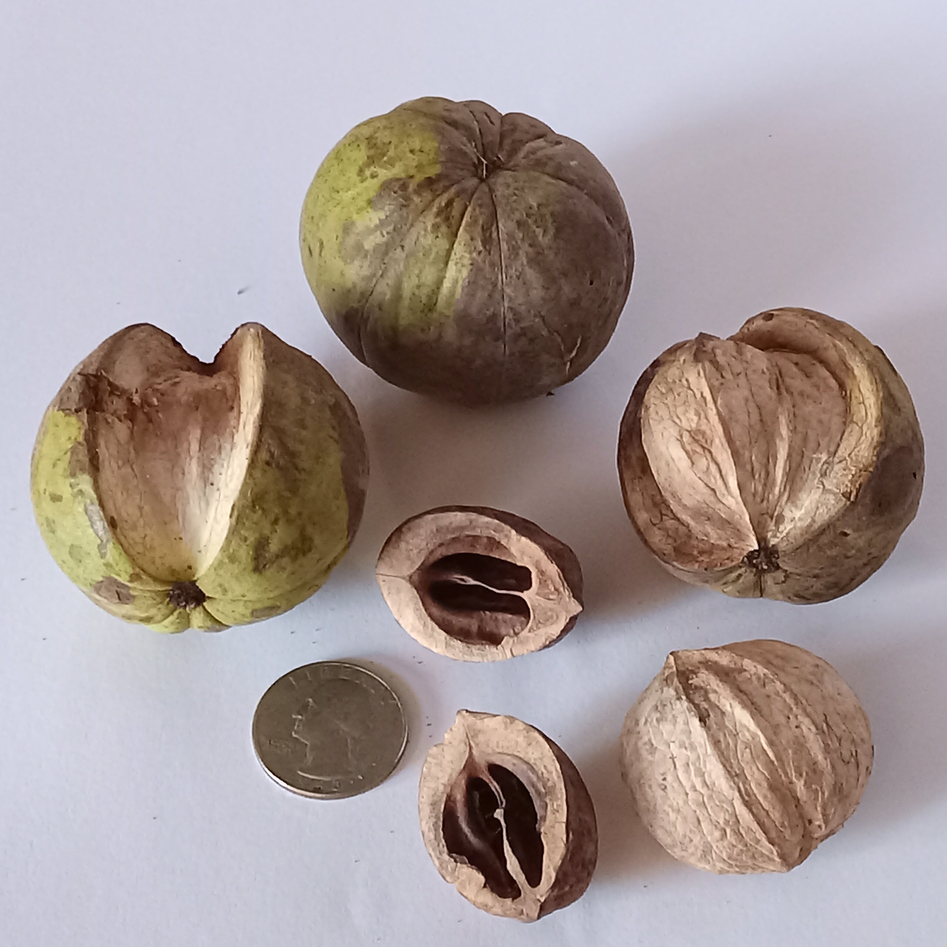 Mixed Hickory (Carya spp.) – Grow Adaptive Gardens